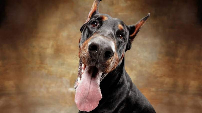 Czy dobermany są agresywne? Podpowiadamy, jak ułożyć psa - 24GLIWICE ...