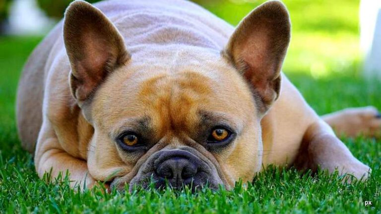 Mopsy, buldogi francuskie i angielskie, a także inne rasy psów na ...