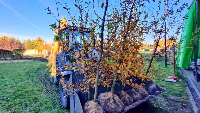 Ponad 500 nowych drzew pojawi się w różnych dzielnicach Gliwic. Nasadzenia już zostały ...