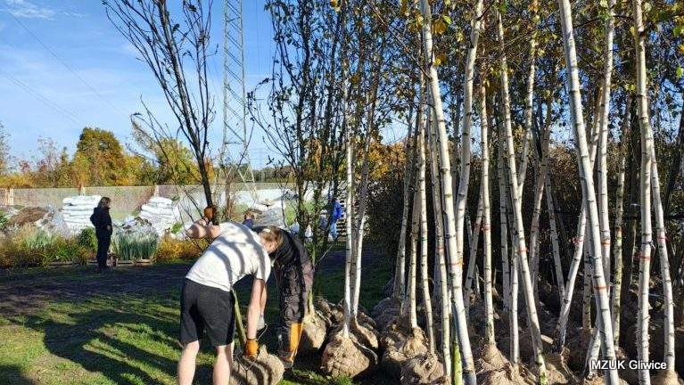 3 tysiące nowych drzew, pojawi się też roślinność ozdobna. Nasadzenia potrwają do marca ...